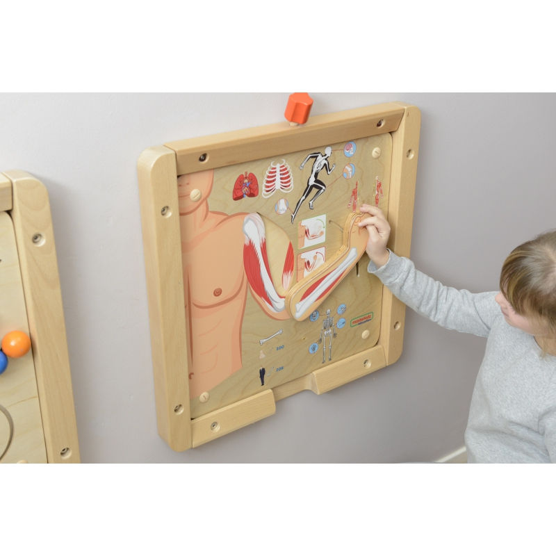 Tablica Edukacyjna Układ Mięśniowo-Szkieletowy Montessori - Kapitan Kredka Tablica Edukacyjna Układ Mięśniowo-Szkieletowy Montessori - Kapitan Kredka